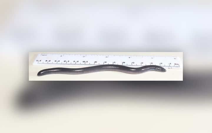 'Blind' on Climate, Trump Inspires Name for Sightless, Slimy, Worm-Like ...