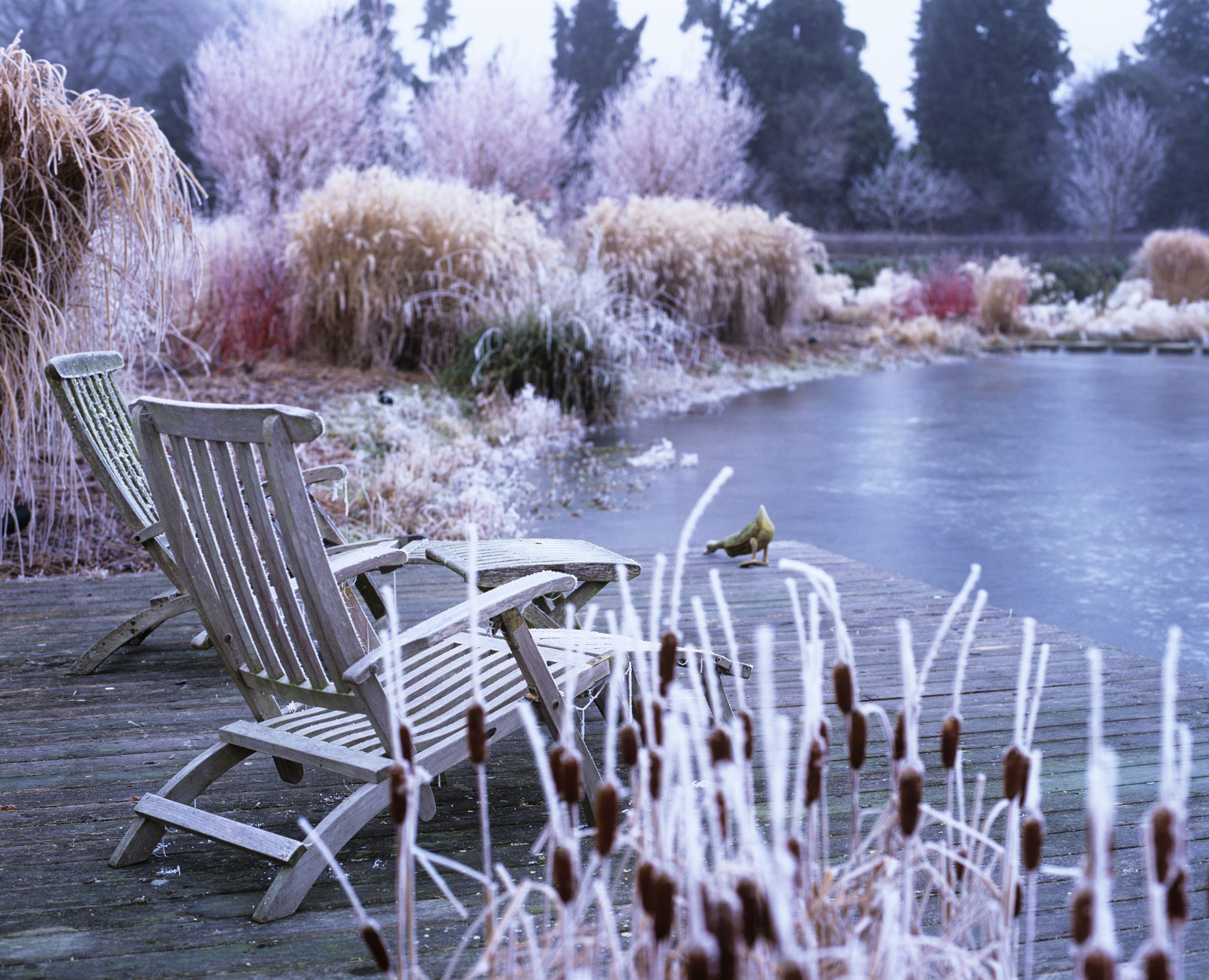 How to plan a winter garden – from planting to maintenance | Real Homes