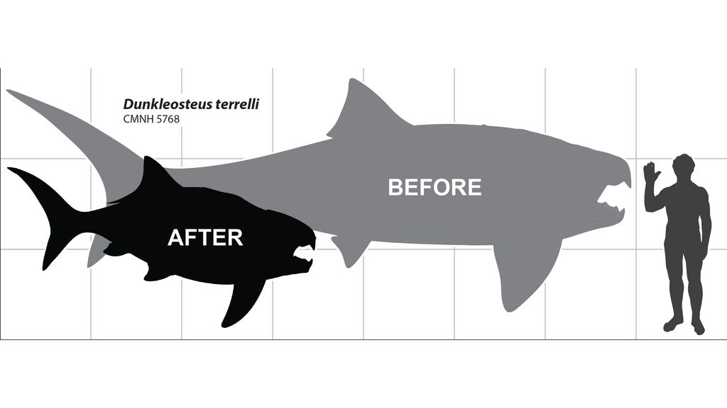 Ancient monster fish 'Dunk' was short and chunky, study finds | Live ...