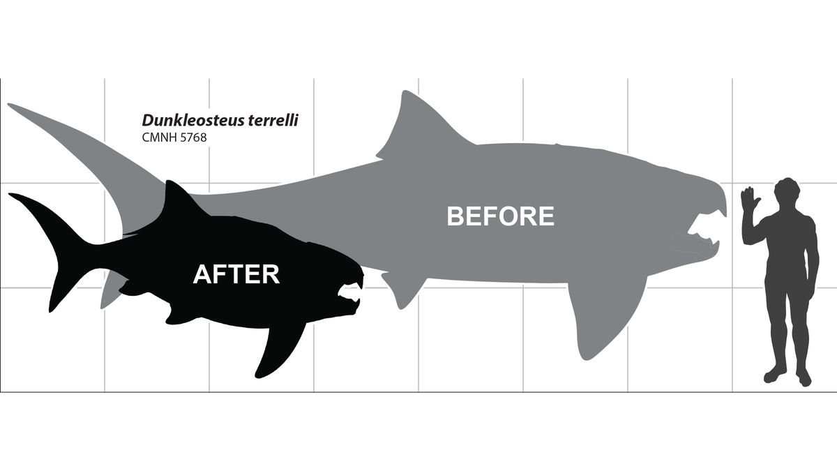 Ancient monster fish 'Dunk' was short and chunky, study finds | Live ...