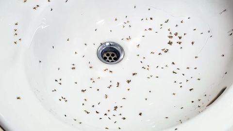 5 pests that come up through your drains and expert tips on how to ...