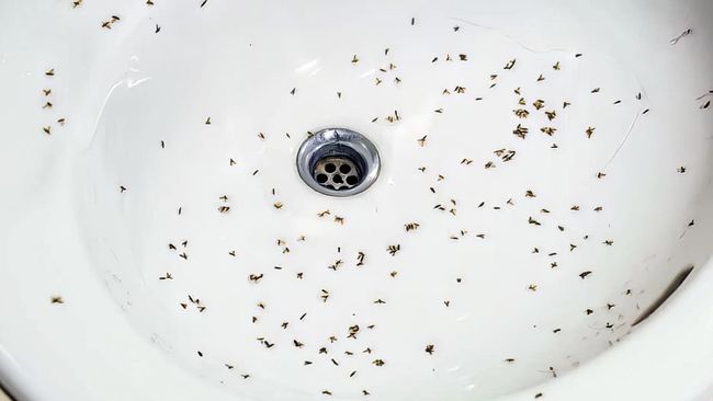 5 pests that come up through your drains and expert tips on how to ...