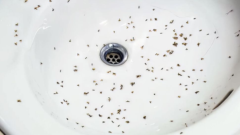 How to get rid of drain flies — follow these 7 steps | Tom's Guide
