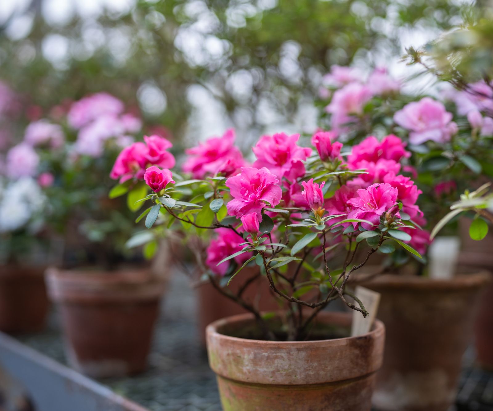 What Is The Size Of An Azalea? Explore Different Varieties | Gardening ...