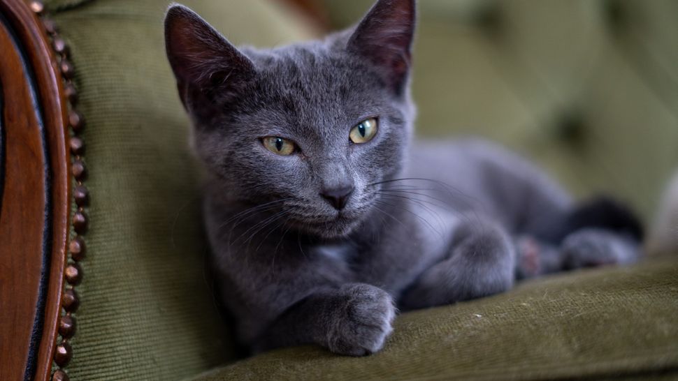 32 facts about Russian Blue cats | PetsRadar