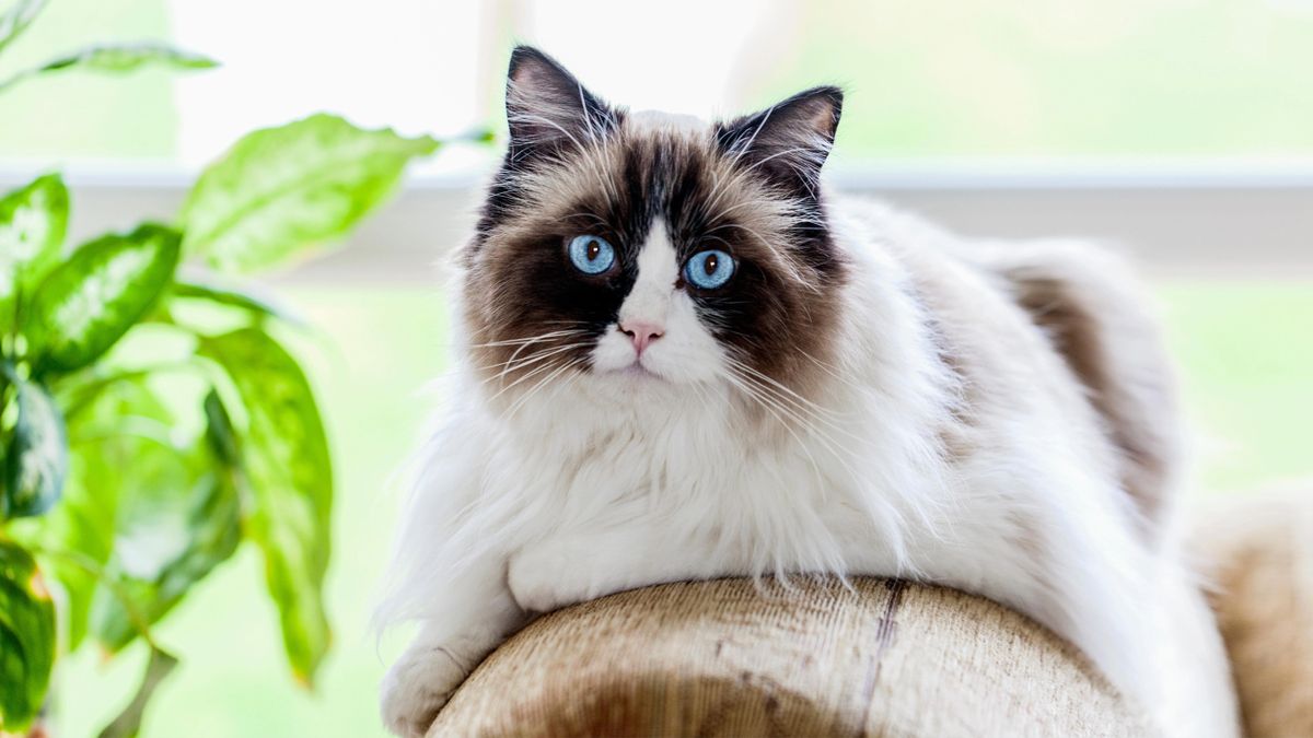 32 types of show-breed cats | PetsRadar