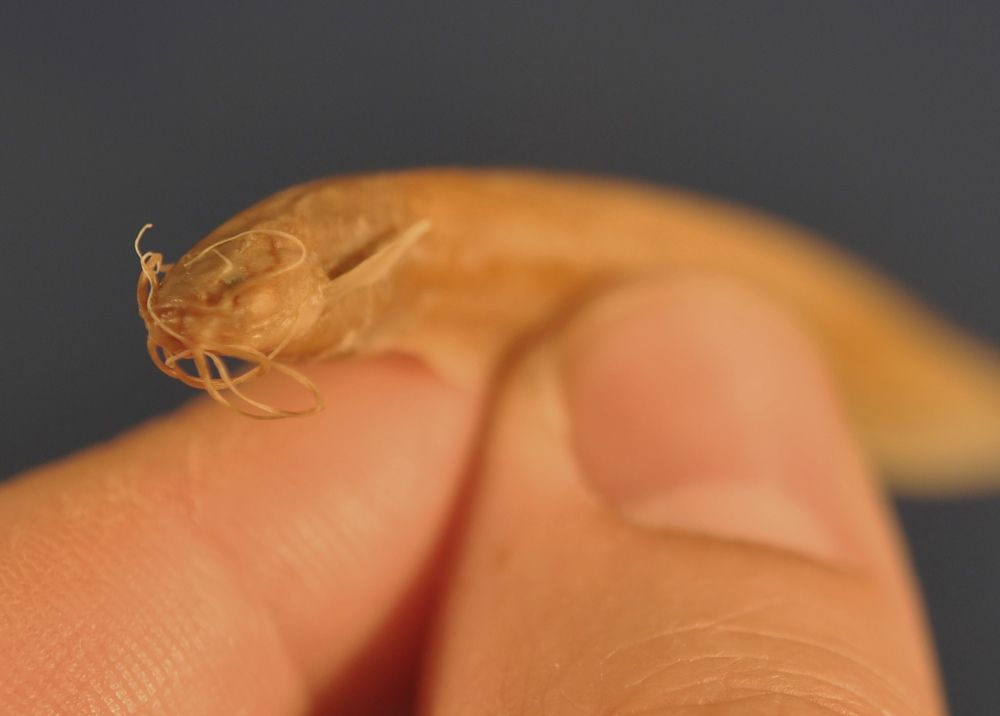 'Alien' Catfish Baffles Scientists | Live Science