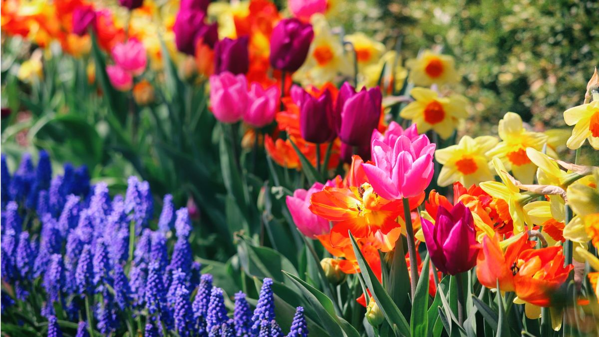Best spring bulbs to plant in fall: 13 for a top display | Homes and ...
