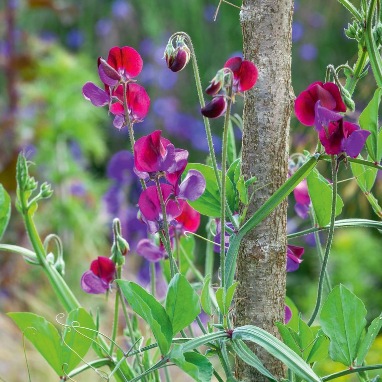 Sarah Raven's guide to growing a cut flower patch | Ideal Home