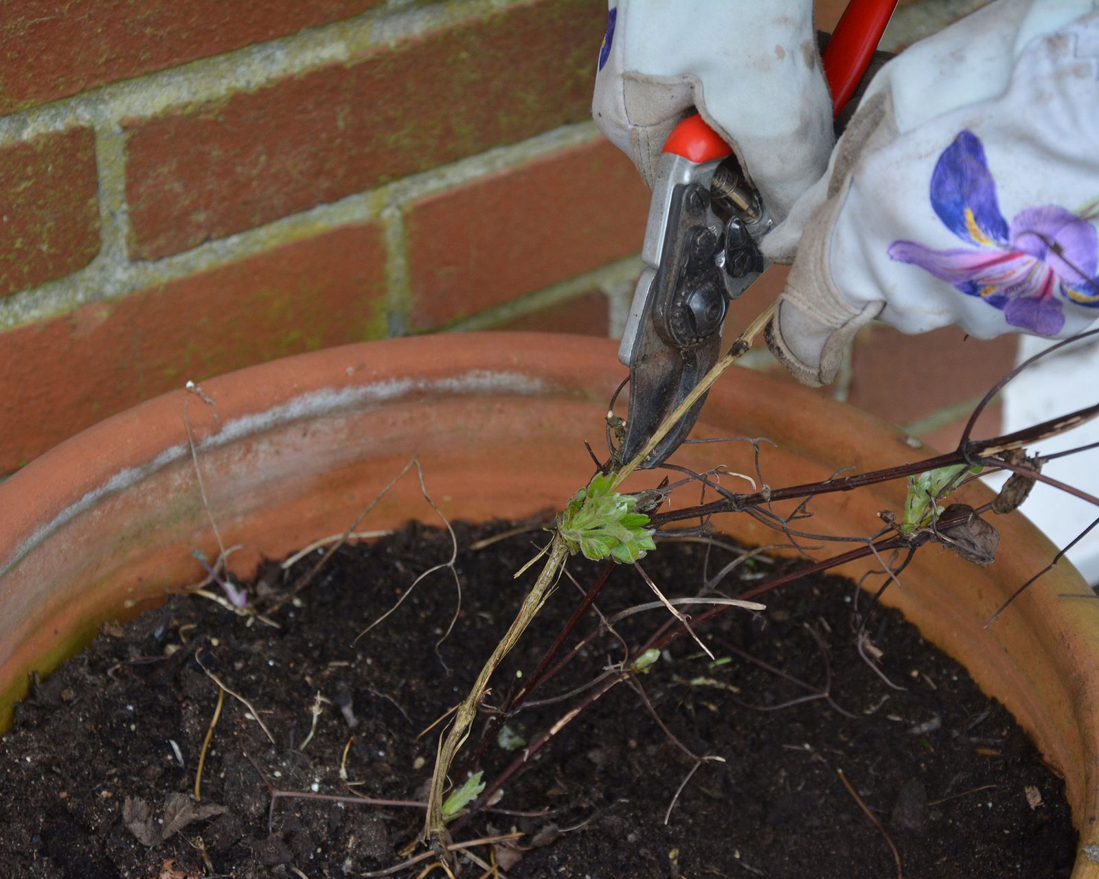 How to prune clematis: follow our expert tips and enjoy more flowers ...