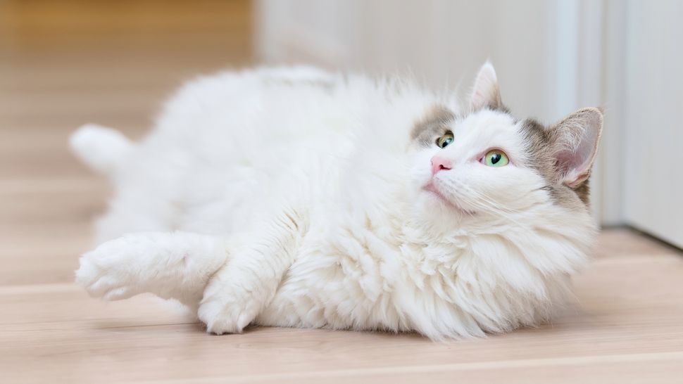 15 white cat breeds that will melt your heart | PetsRadar