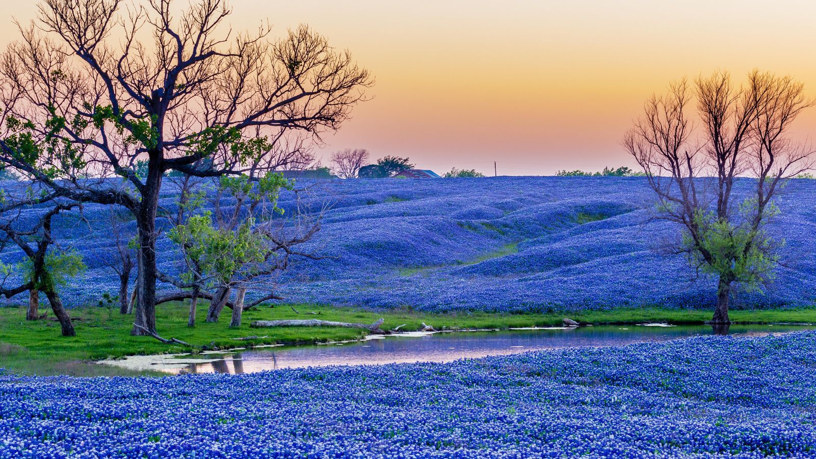 When to plant bluebonnet seeds: for brilliant blue flowers | Homes and ...