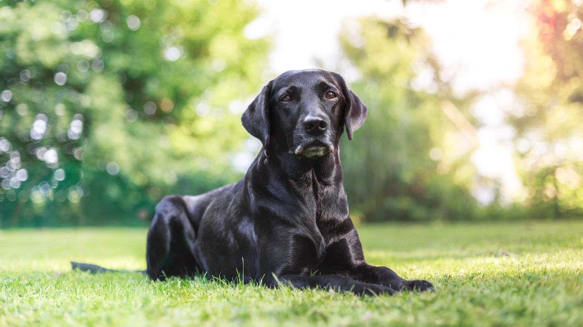 Advice for looking after dogs | PetsRadar