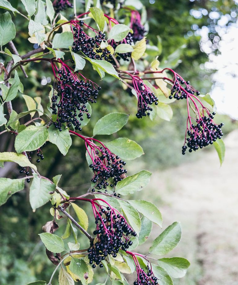 Best trees with berries: 10 trees to feed the wildlife | Gardeningetc