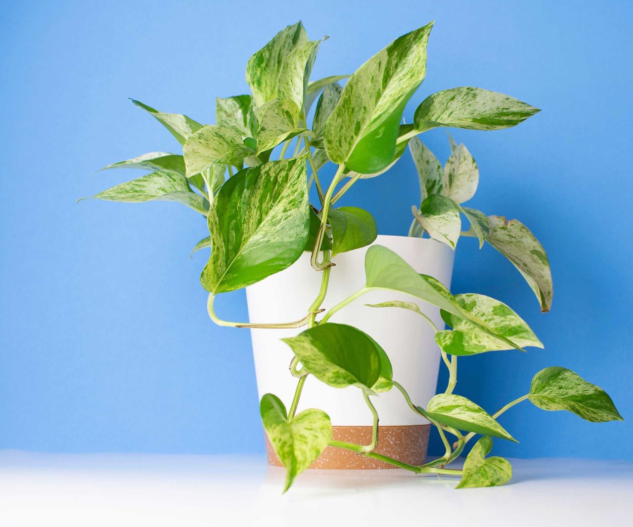 Why is my pothos wilting? Solve this problem with these tips | Homes ...