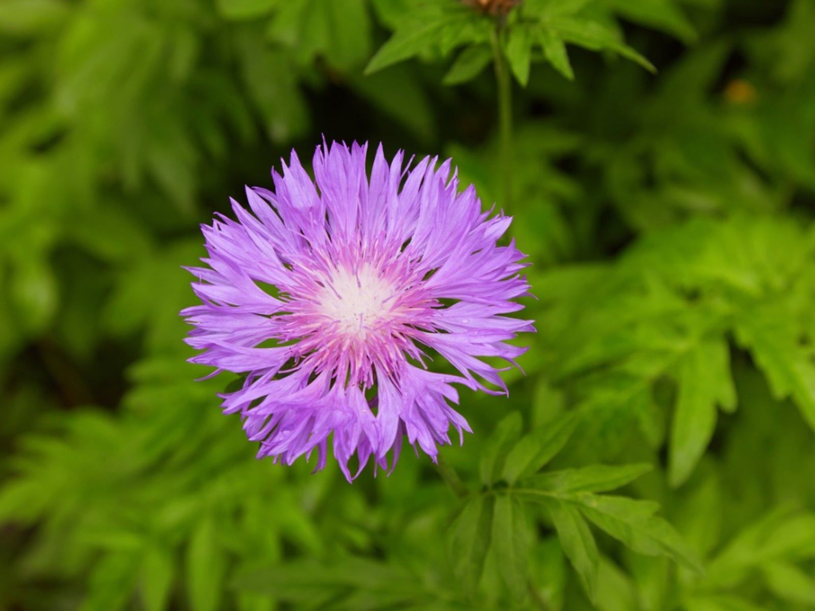 Growing Stokes Asters: Information About Stokes Aster Plant | Gardening ...
