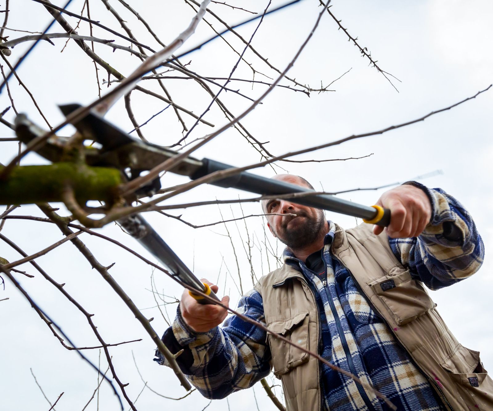 Trees to prune in January - 8 that will benefit from a trim | Homes and ...