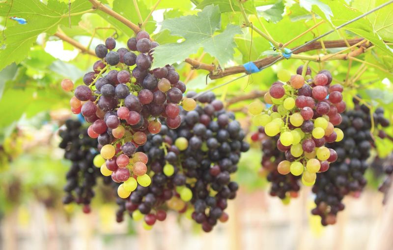 Tips & Information about Grapes | Gardening Know How