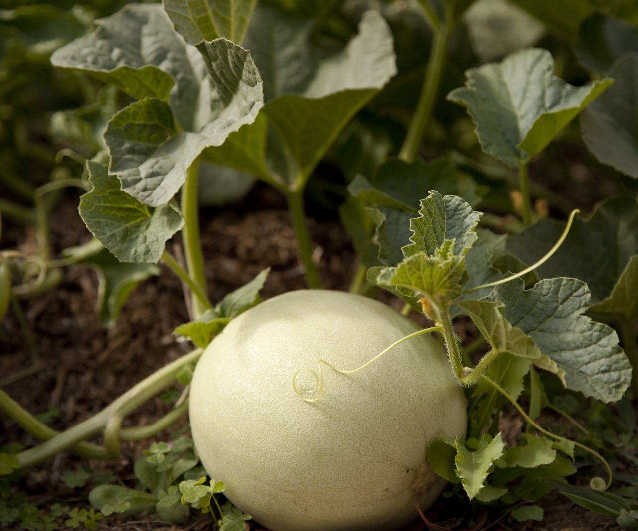 When and how to fertilize melons for the best harvests | Homes and Gardens