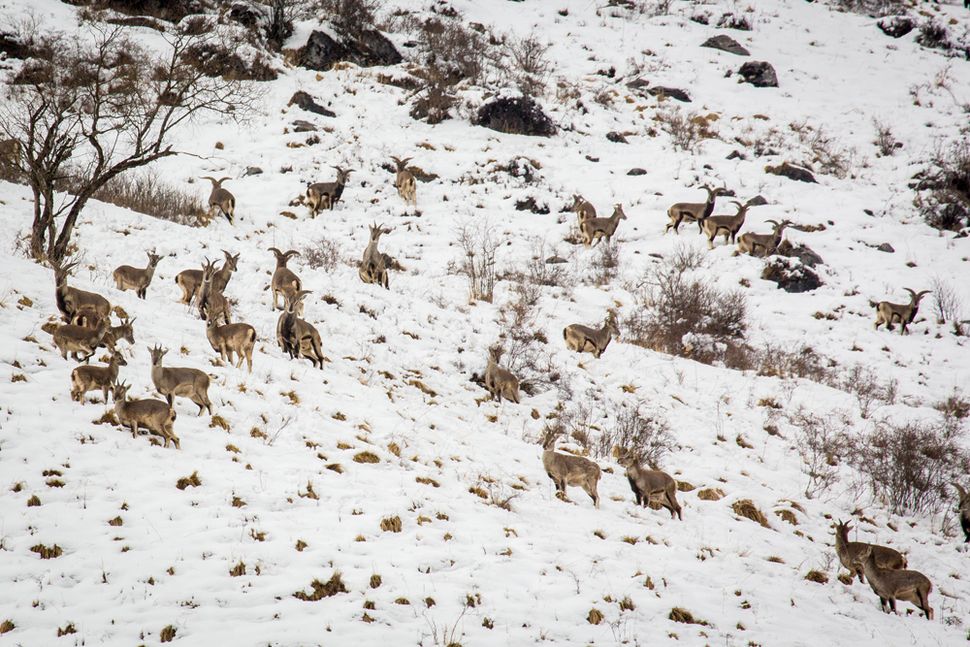 Photos: The Amazing Animals of China | Live Science