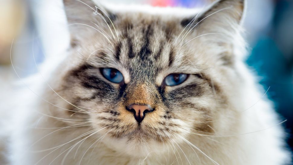 32 low energy cat breeds for owners who just want to chill | PetsRadar