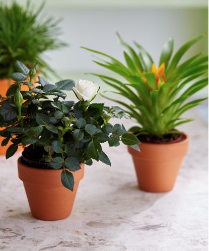 Can I grow a mini rose plant outdoors? A guide how to | Homes and Gardens