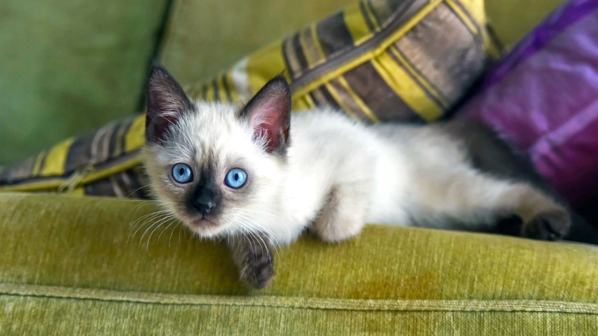 32 ways to raise a happy and healthy kitten | PetsRadar