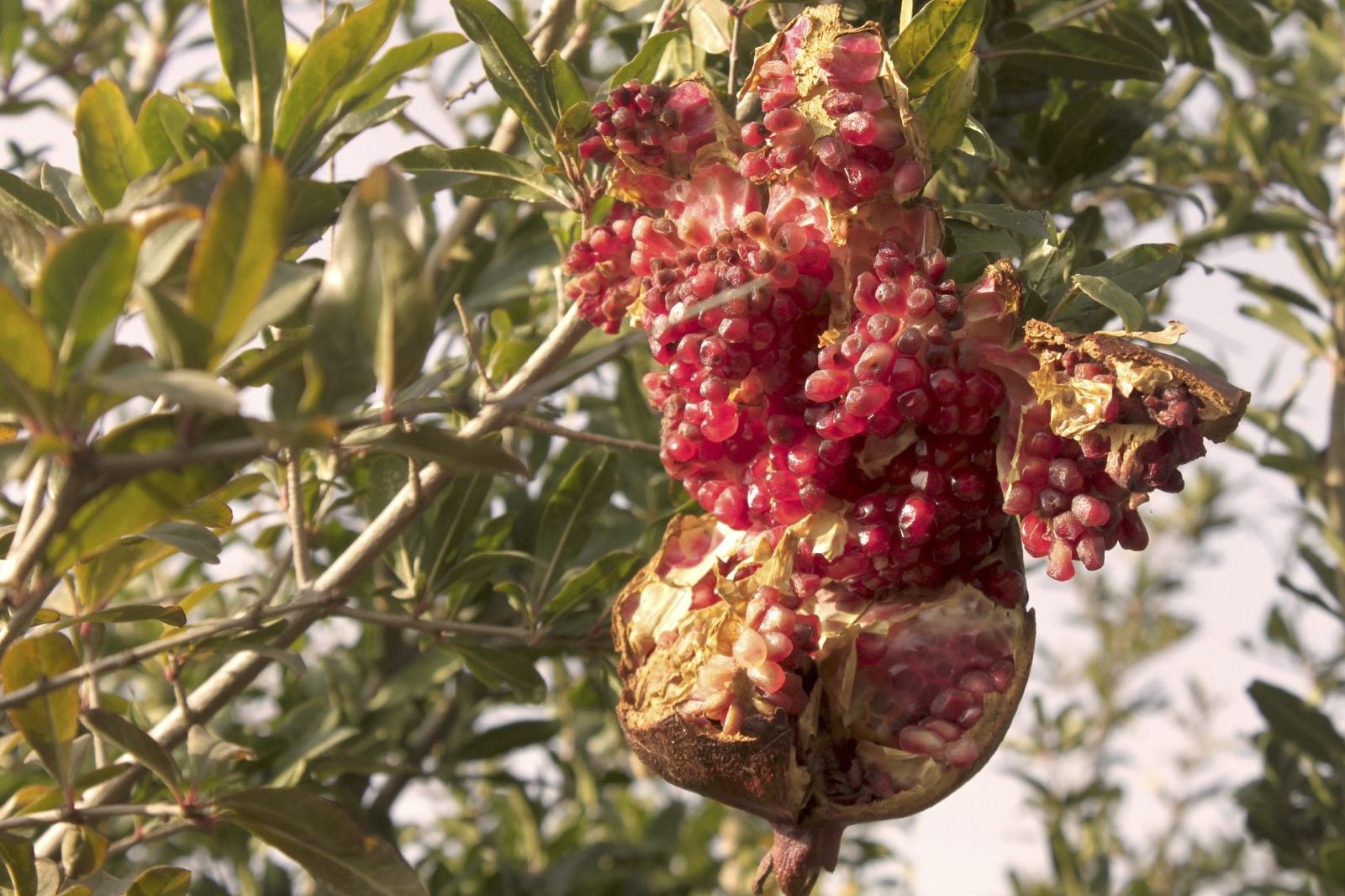 My Pomegranates Are Cracking - Why Does Pomegranate Split On Tree ...