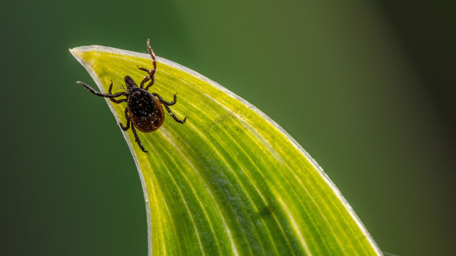 Best way to kill ticks in your yard: 5 effective methods