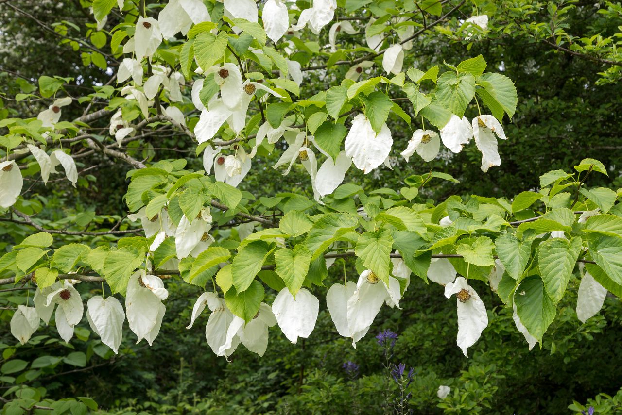 Best flowering trees: 8 beautiful varieties to add color and interest ...