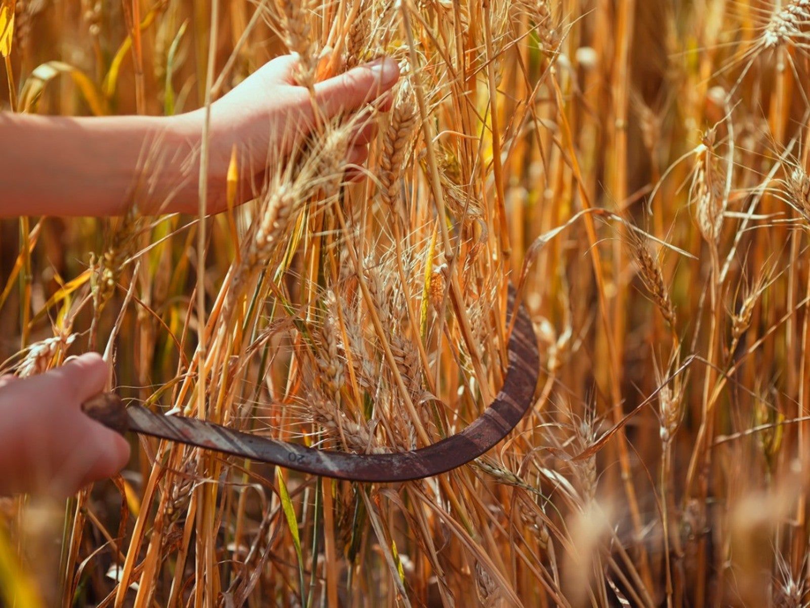 How And When To Harvest Wheat At Home | Gardening Know How