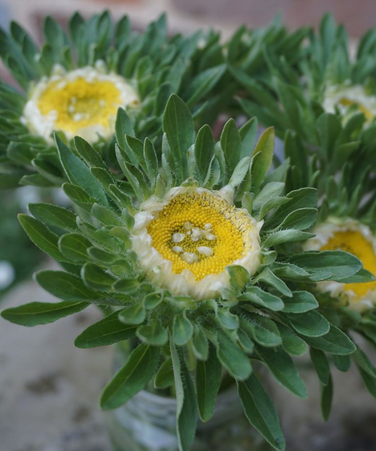 Types of asters: 15 beautiful varieties to try | Gardeningetc