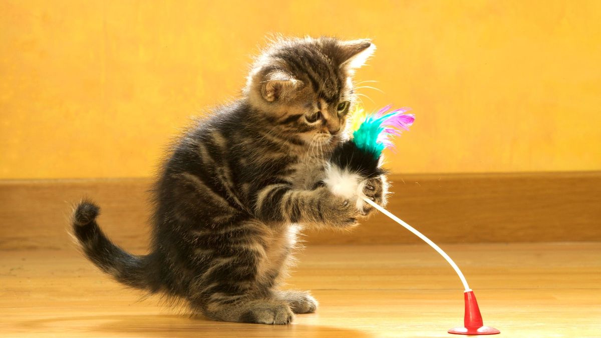 32 reasons why cats are better pets than dogs | PetsRadar