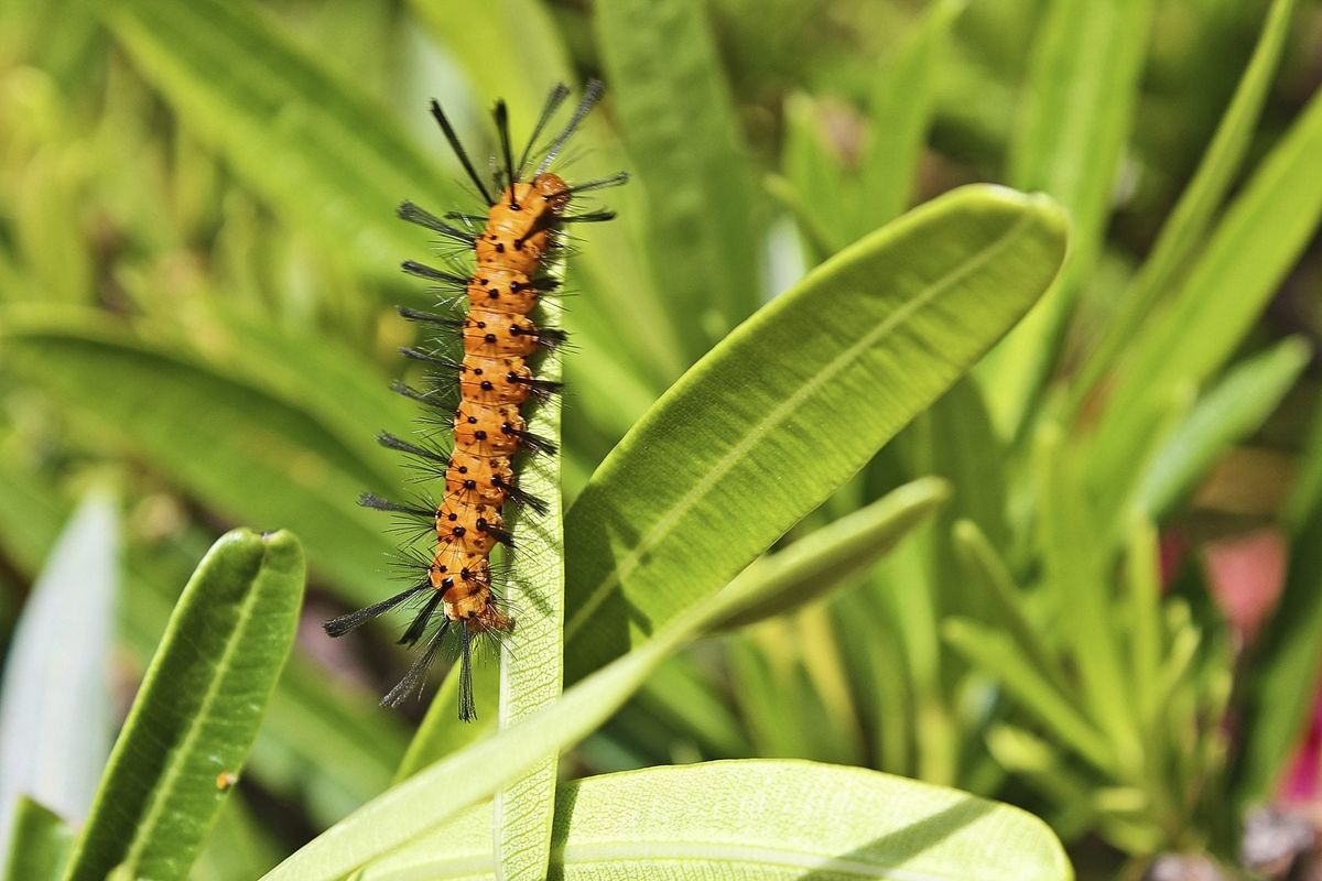 Oleander Caterpillar Control In Gardens - How To Get Rid Of Oleander ...