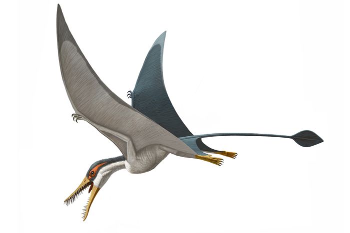 Pterosaurs: Flight in the Age of Dinosaurs: Page 2 | Live Science