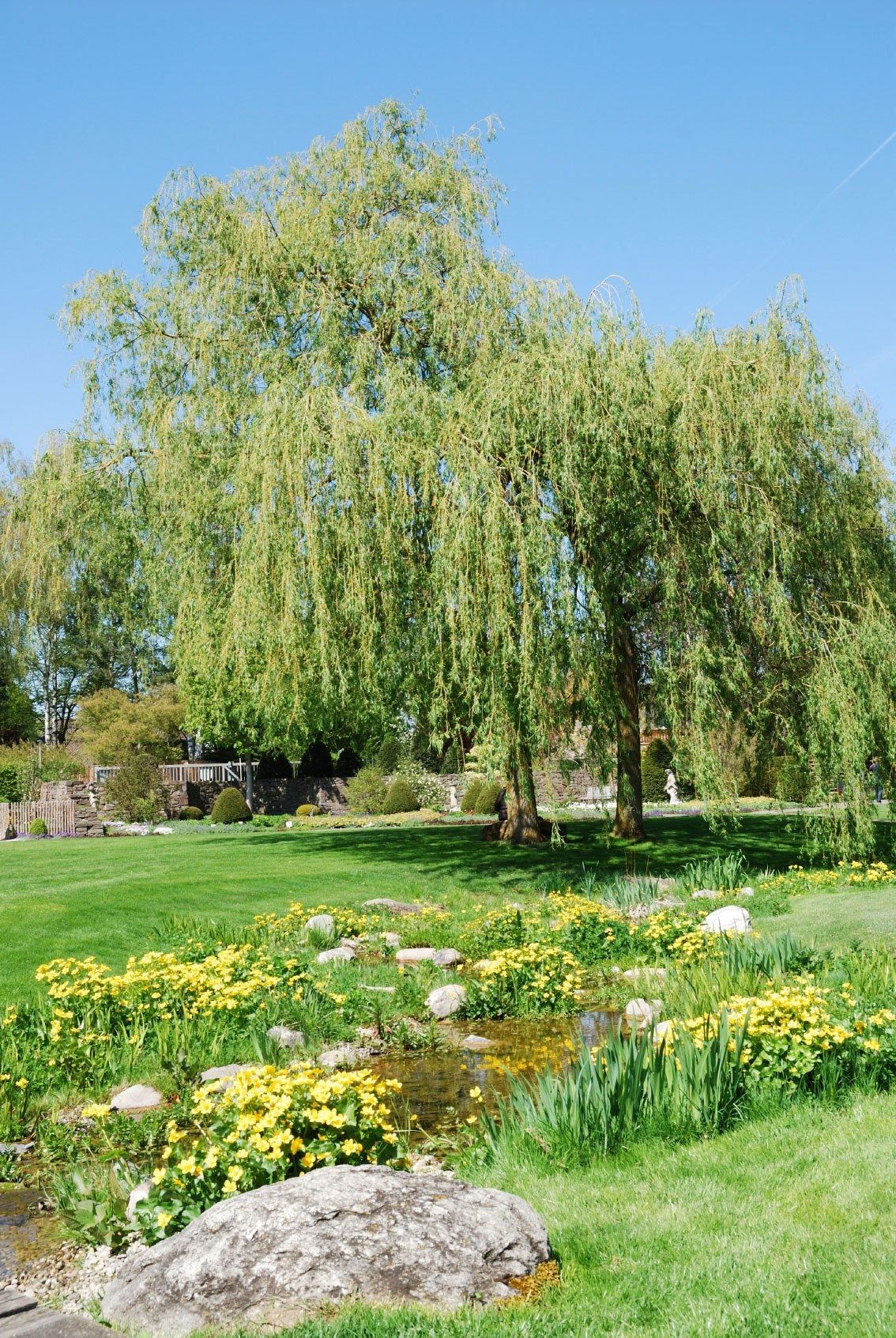 What Are Weeping Trees - Common Weeping Trees And Shrubs For The ...