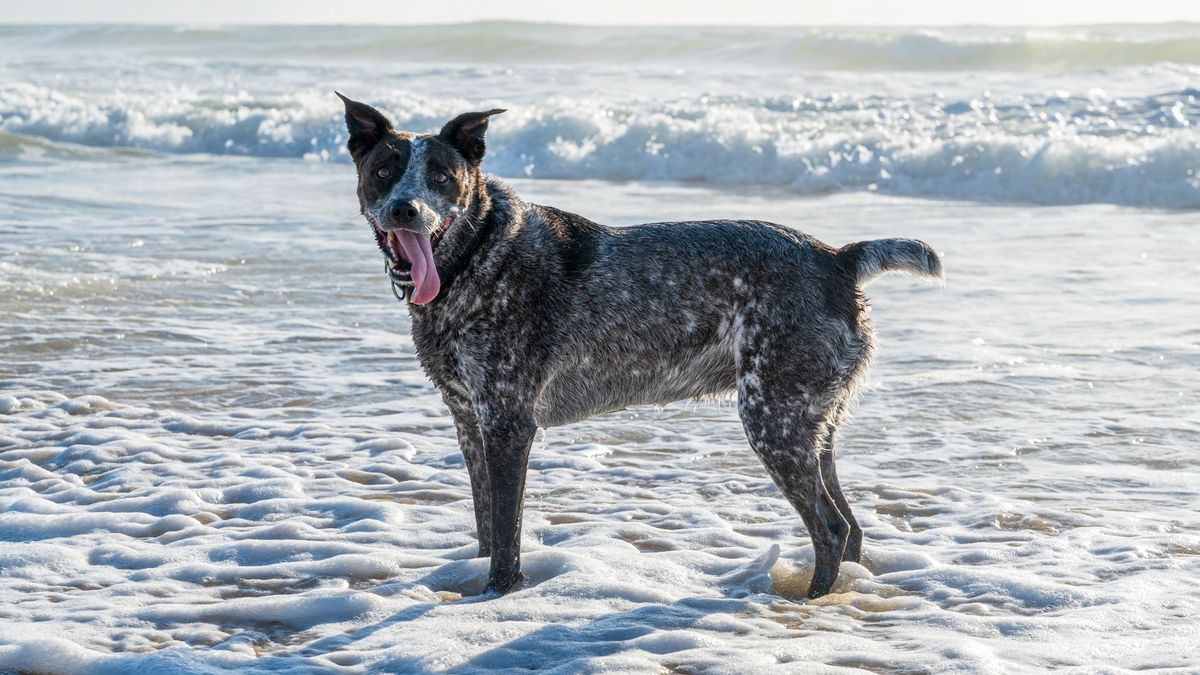 10 Australian dog breeds | PetsRadar