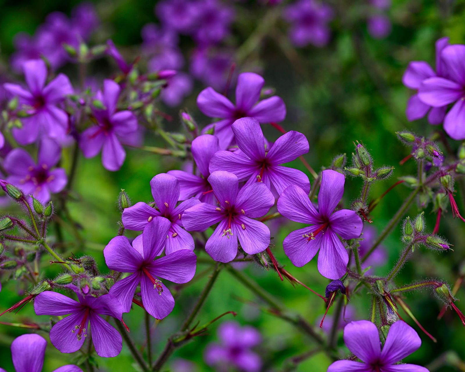 Best coastal plants: 21 top choices that will thrive near the ocean ...