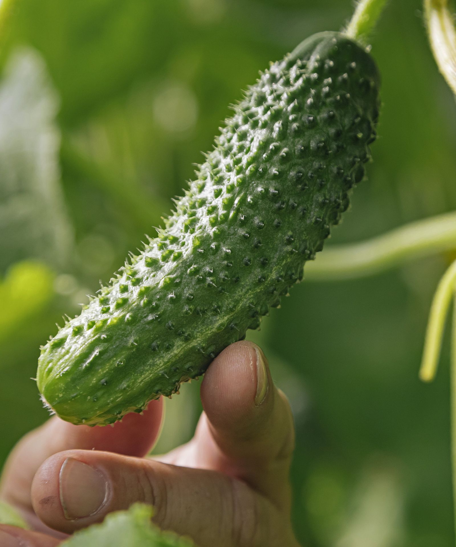 Expert tips to grow cucumbers indoors successfully | Homes and Gardens