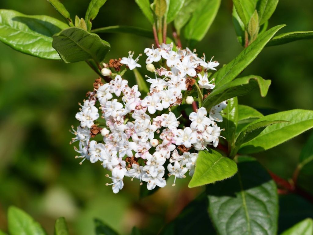 Viburnum Shrub - How To Care For Viburnum | Gardening Know How