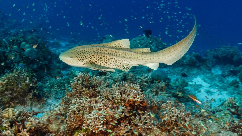 Rare 'virgin birth' of shark in Italian aquarium could be first of its ...