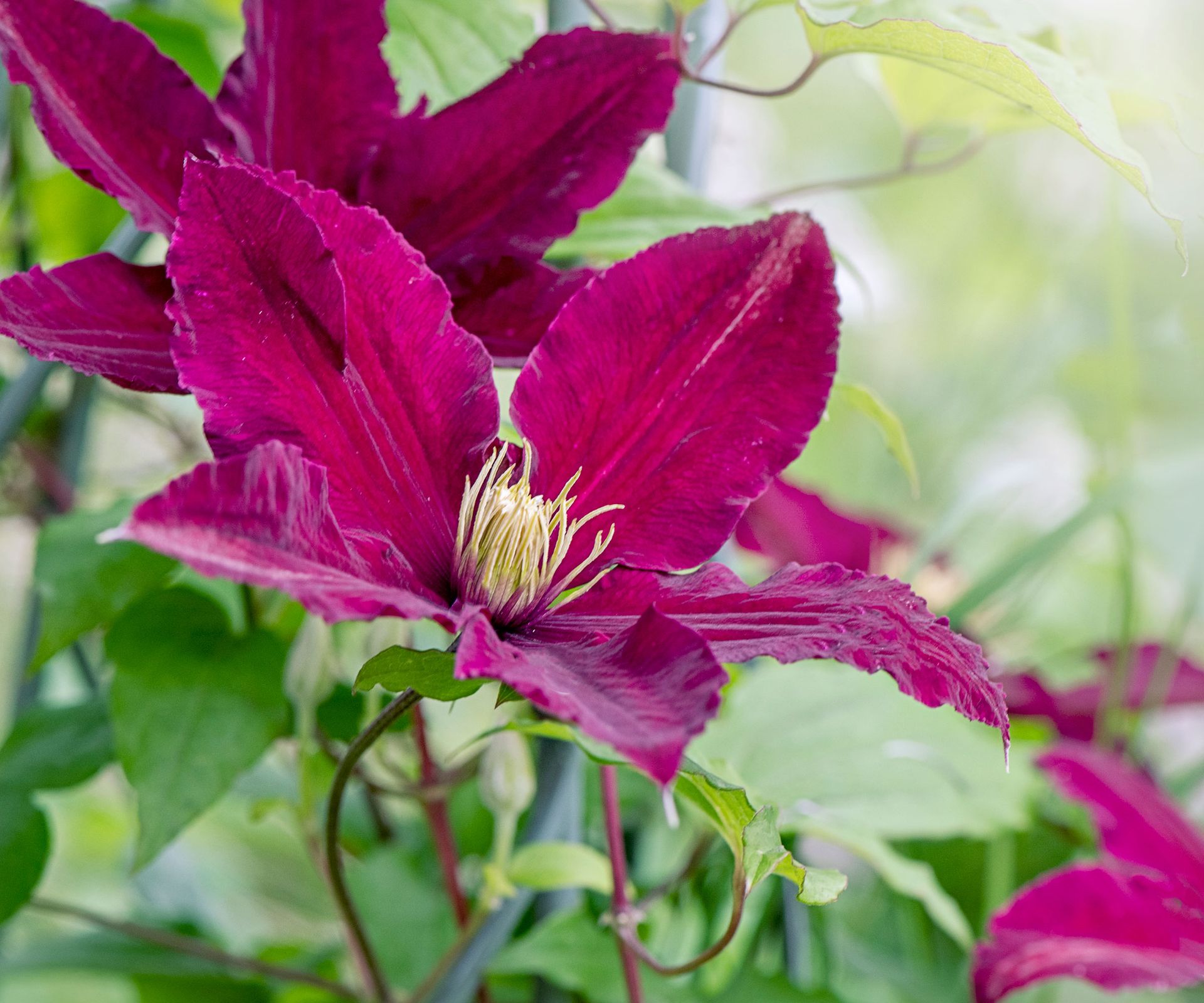 Clematis Care: How To Grow Clematis | Gardening Know How