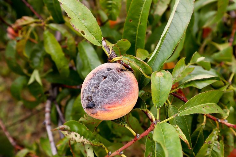 Is My Peach Tree Sick – Managing Common Peach Tree Diseases | Gardening ...