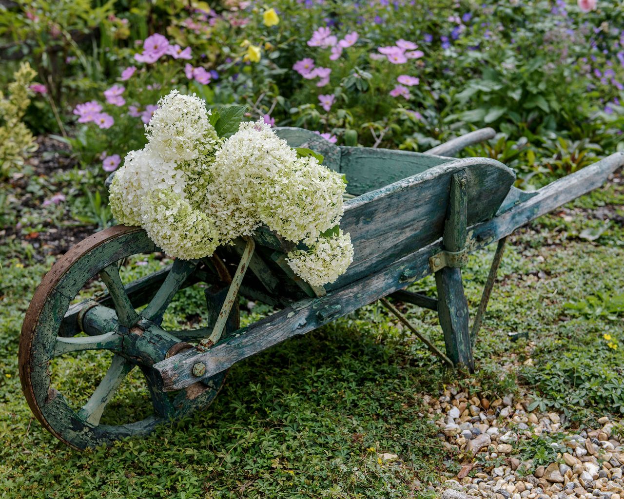 How to grow hydrangeas: when, where and how to plant them | Homes and ...