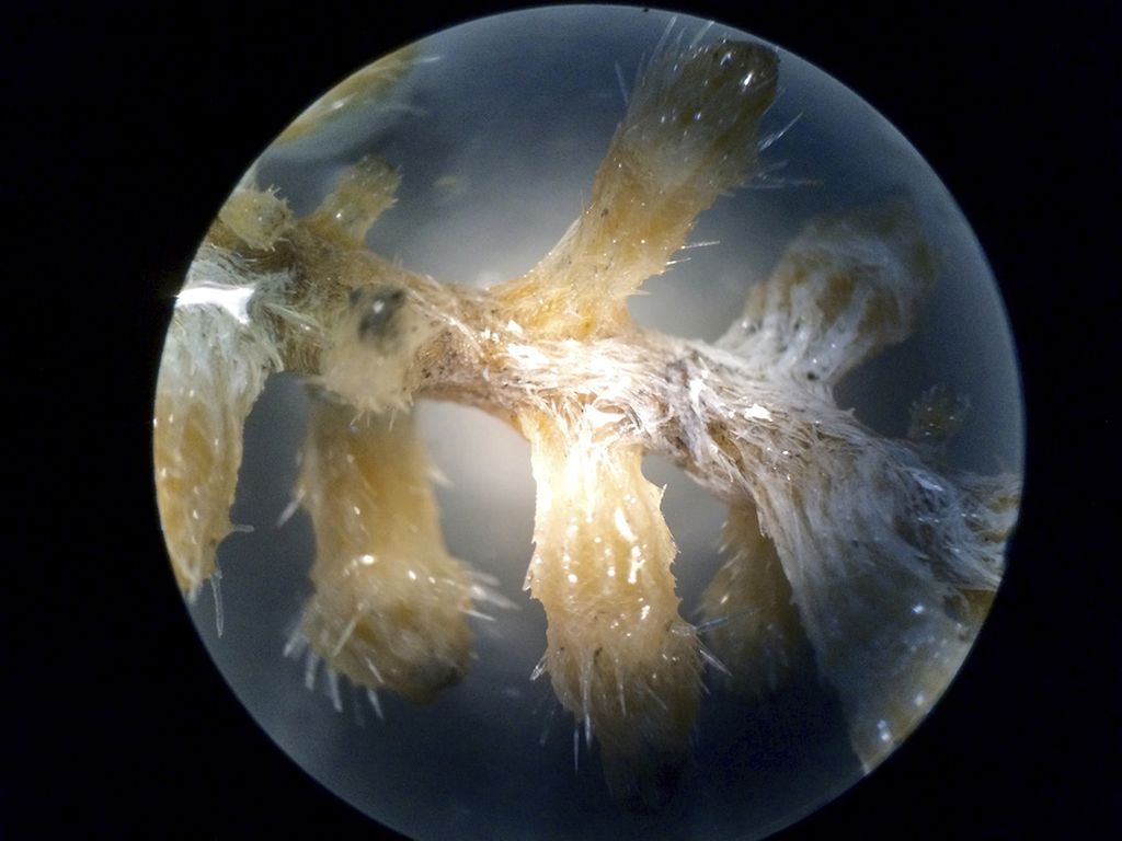 In Photos: Seamount Dives Reveals Rare Marine Life | Live Science