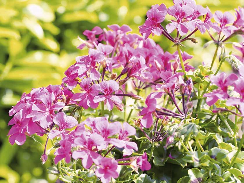 Tough plants to choose for tricky gardens | Woman & Home