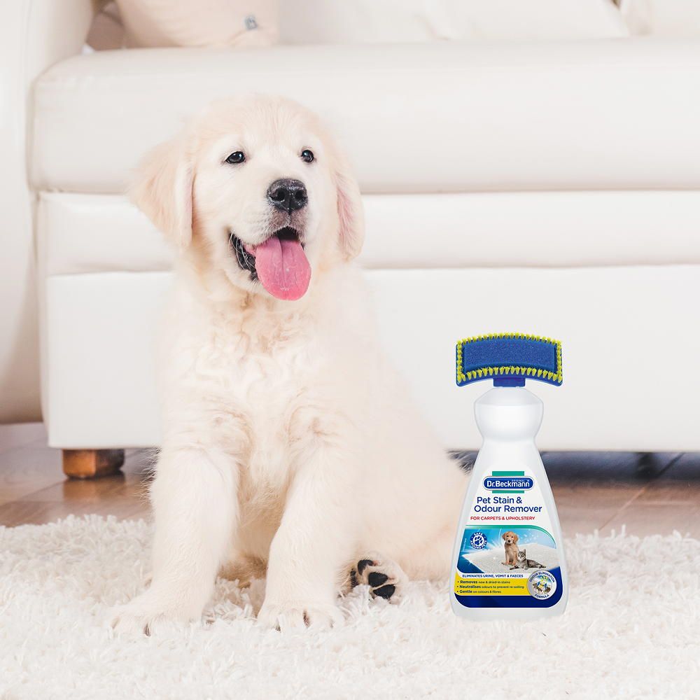How to keep a clean house with pets – tackle muddy pawprints and hair ...