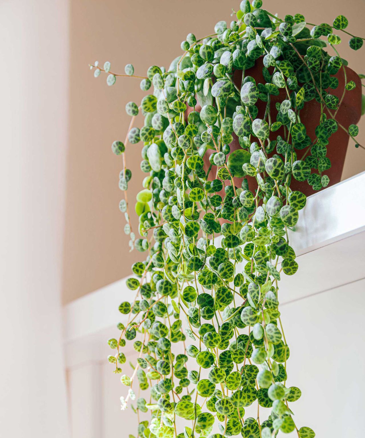 How to propagate string of turtles: for more trailing plants | Homes ...