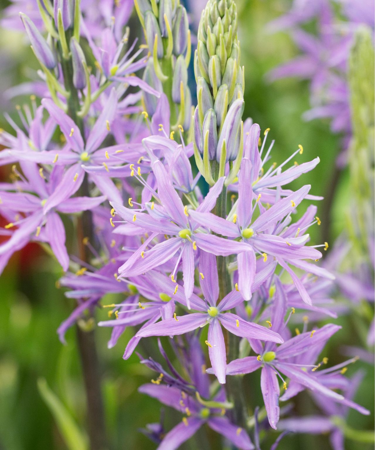 Best flood-resilient plants: experts top suggestions | Homes and Gardens