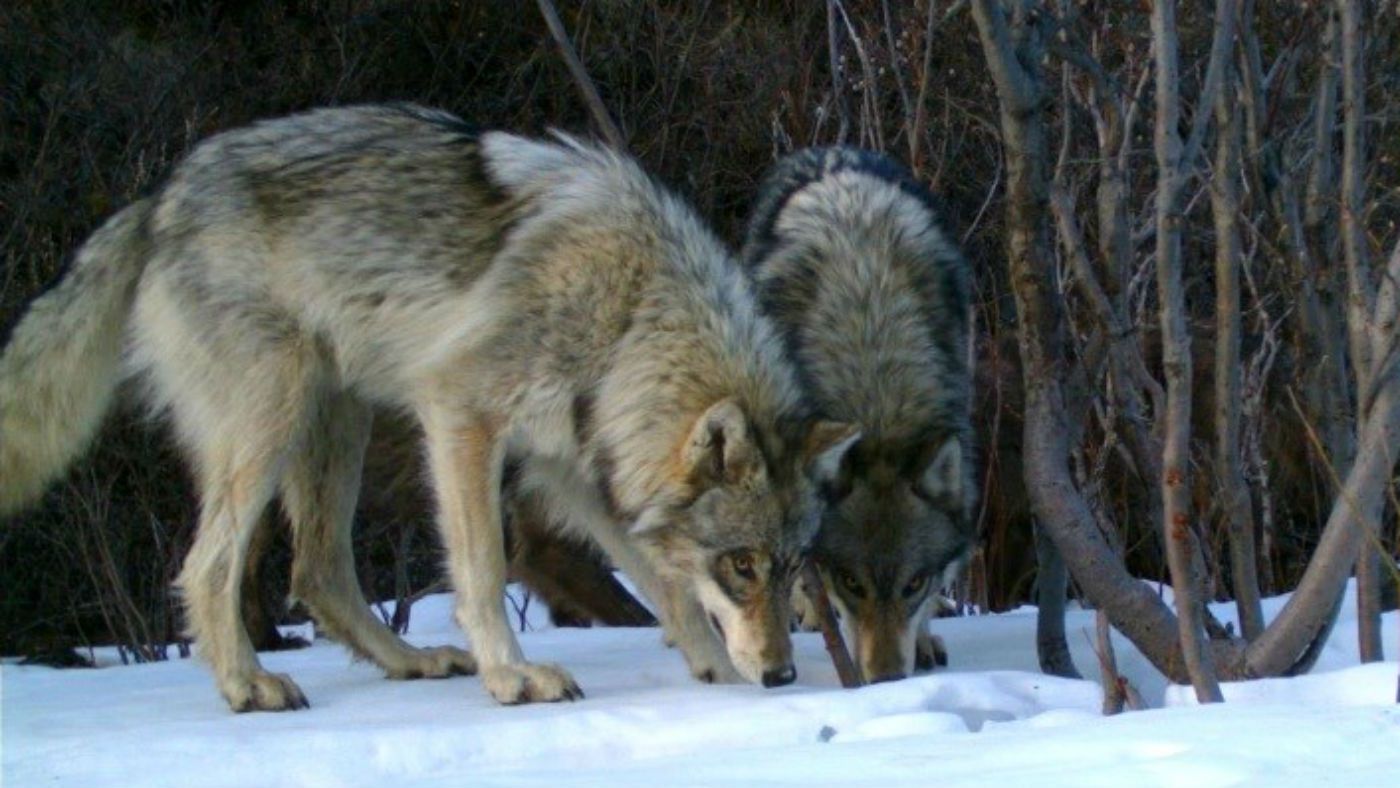 Are Chernobyl wolves spreading mutant genes? | The Week